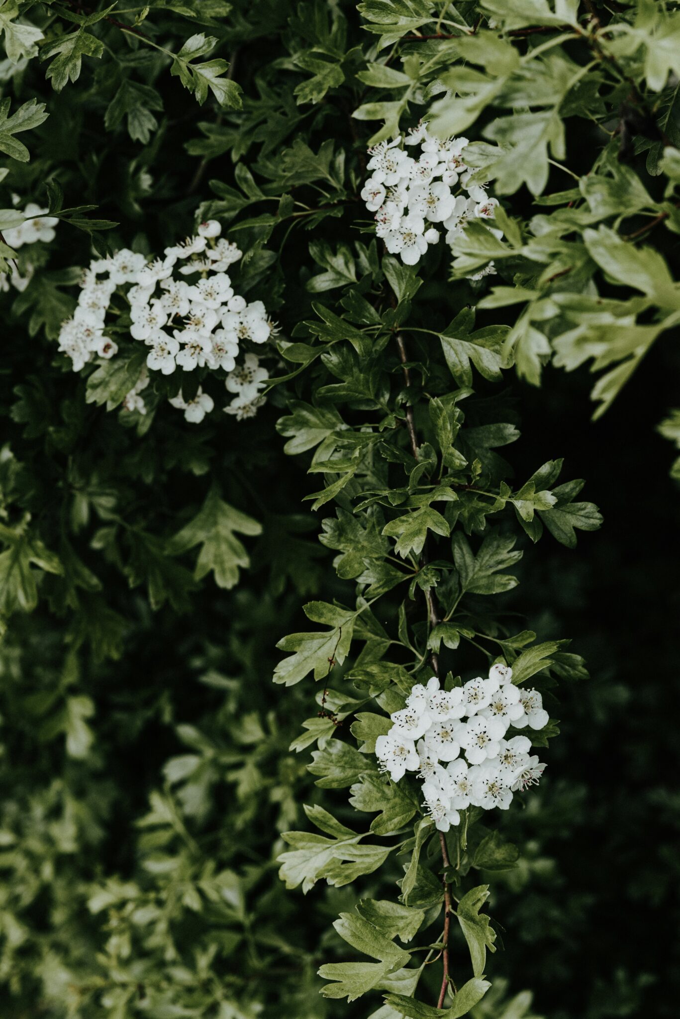 Hawthorn: The Hedge Plant That Guards the Heart – The Green Guild